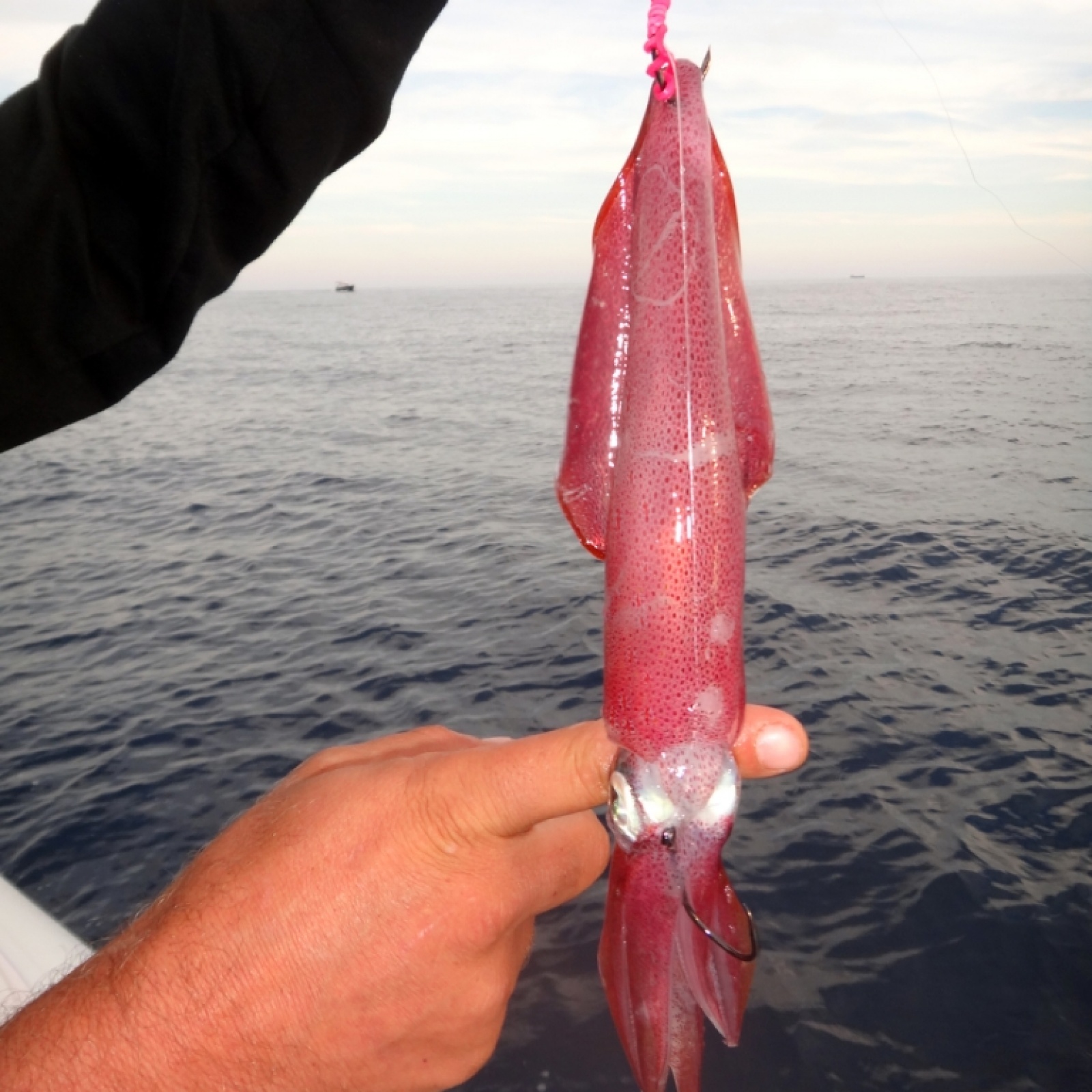 Calamars à la traîne : une pêche facile et productive