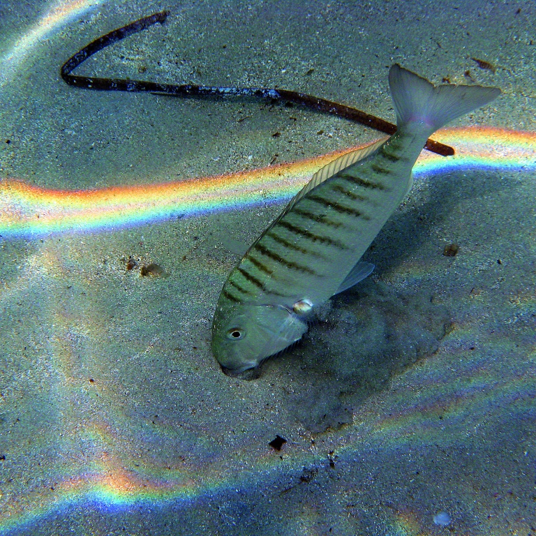 Identifier les poissons : pêche en mer