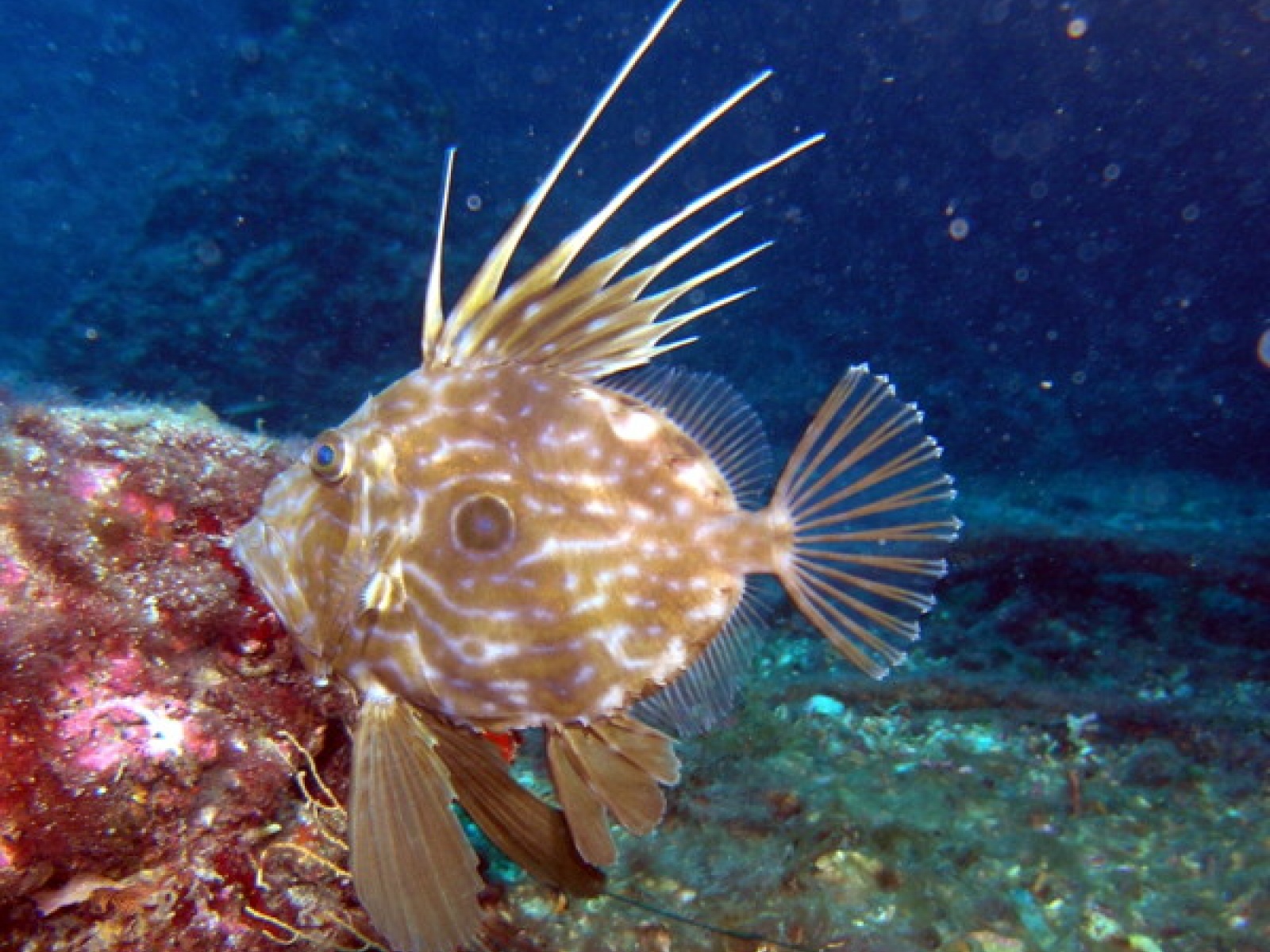 Pêche de le Saint-pierre : informations, techniques, matériel