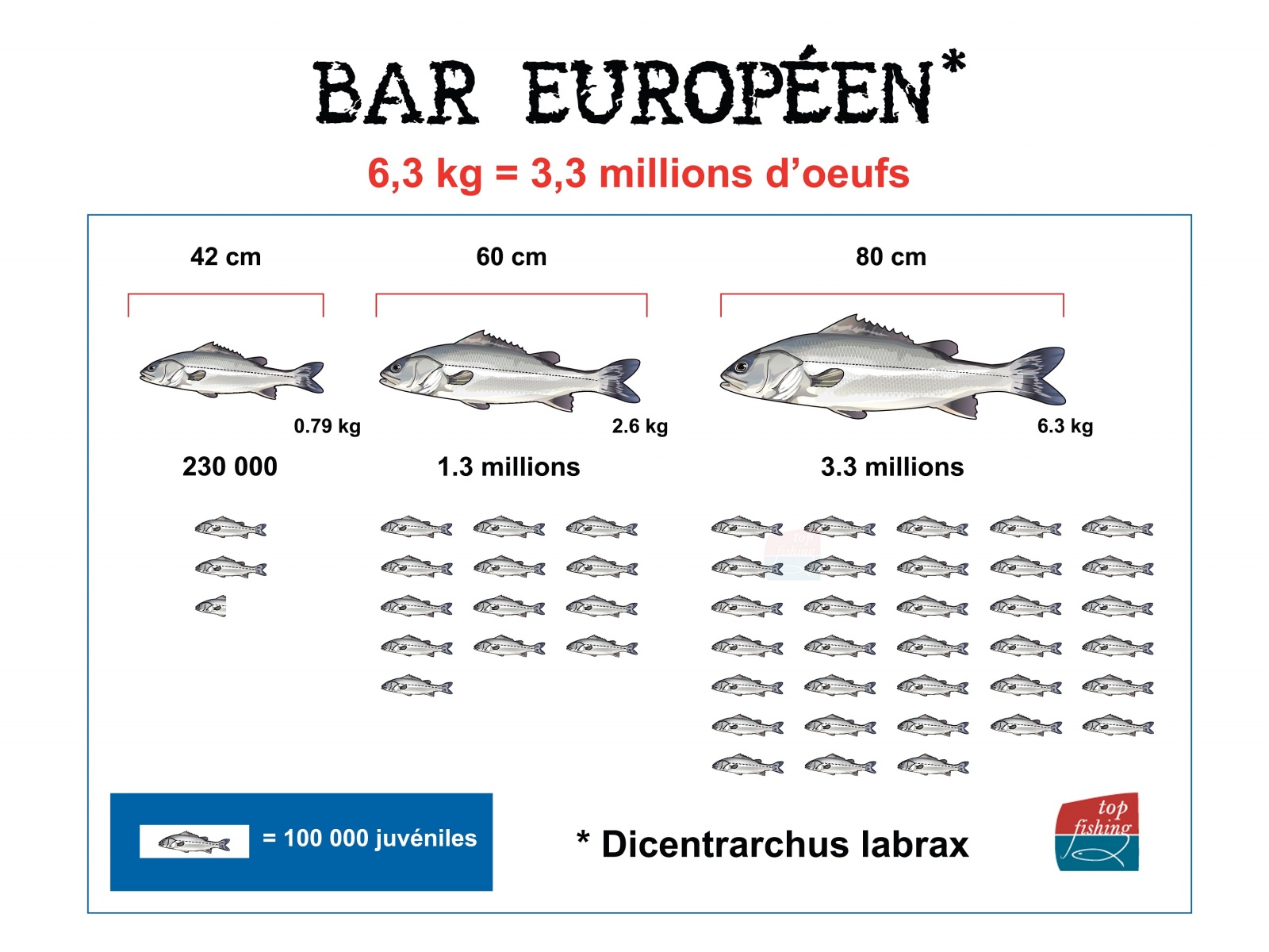 Pêche de bars records