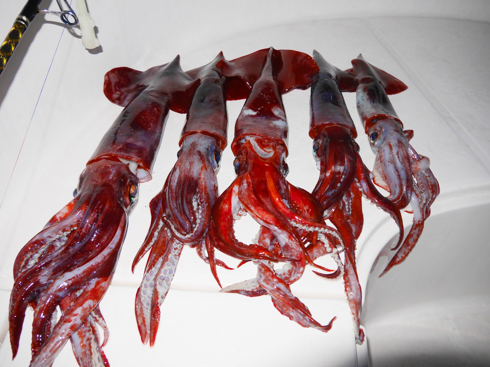 Gros Calamars rouges en pêche ultra profonde