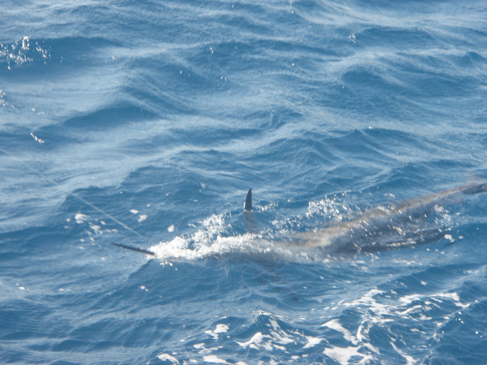 Comment pêcher l'espadon