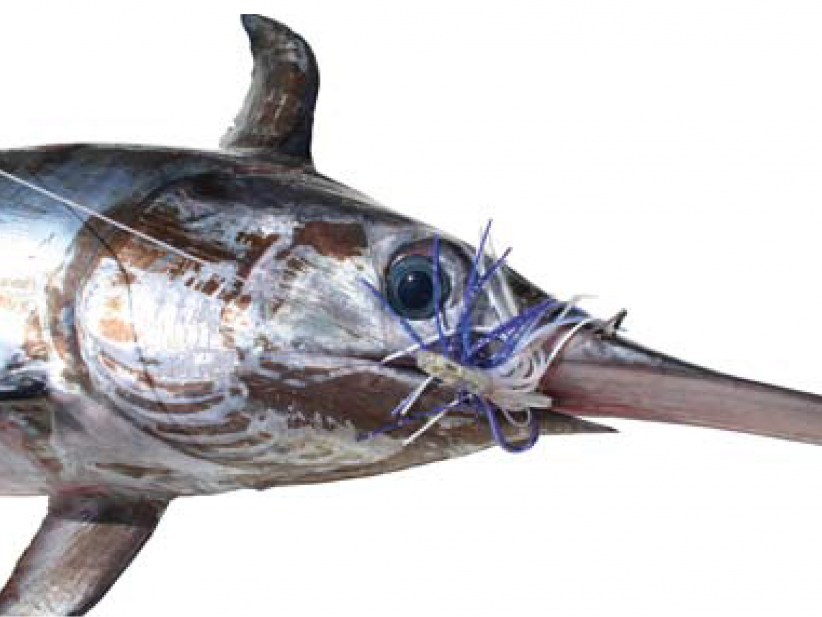 L’espadon : un poisson de rêve