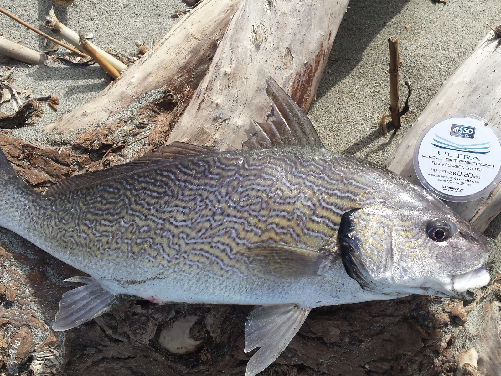 Identifier les poissons : pêche en mer