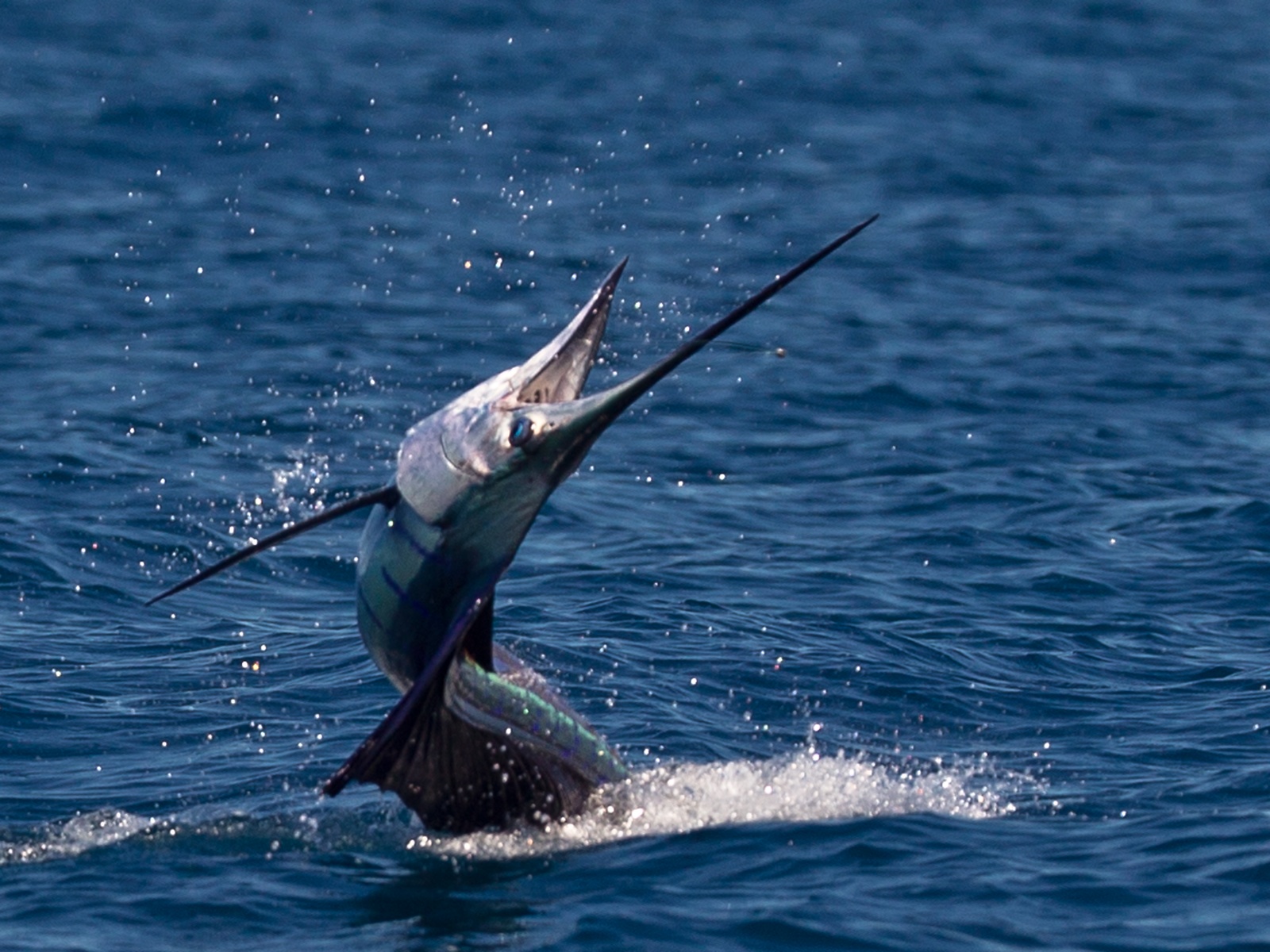 Pêche de l' Espadon-voilier : informations, techniques, matériel