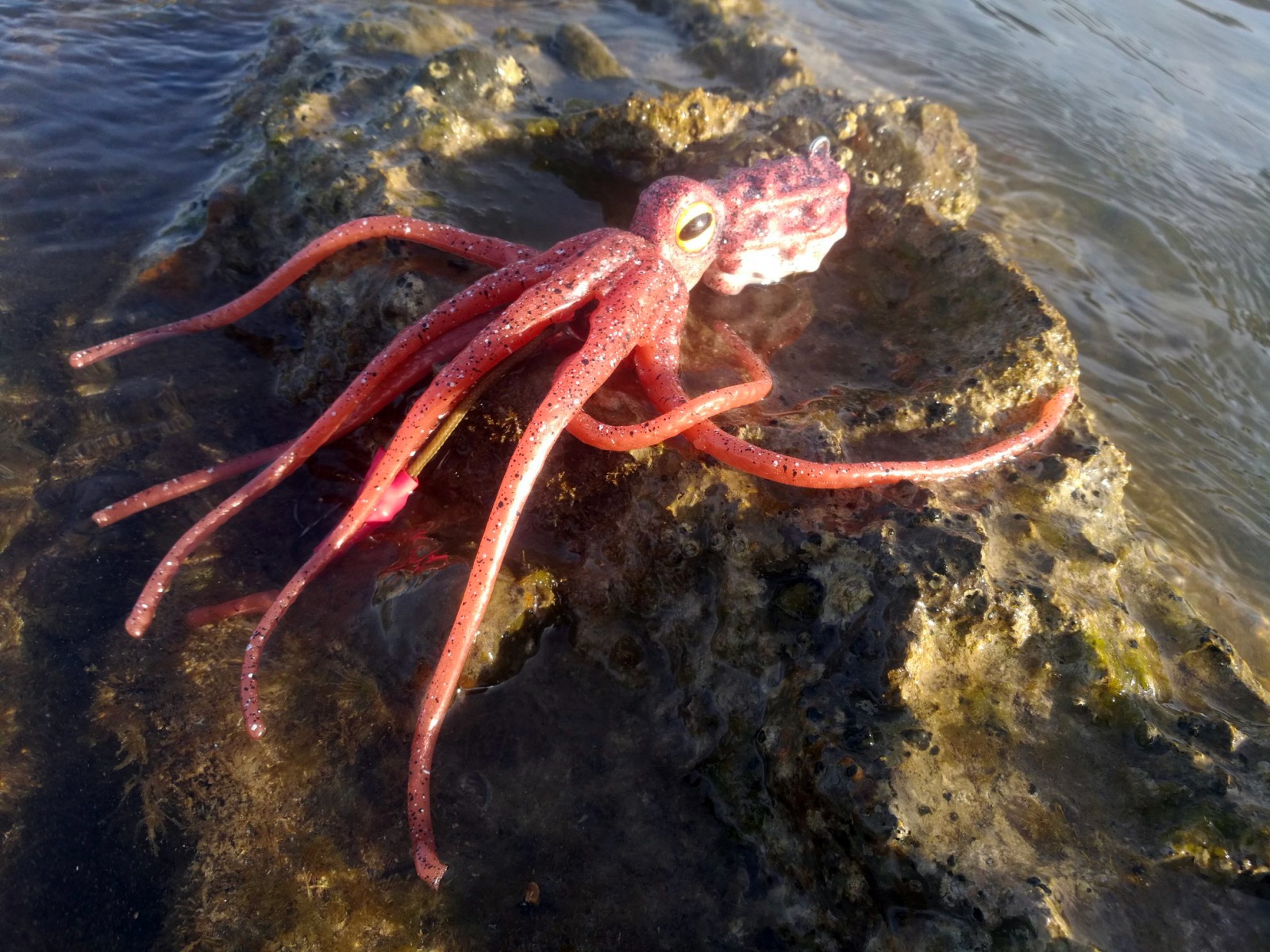 Solenzara partie 2, l'heure des leurres hautement imitatifs