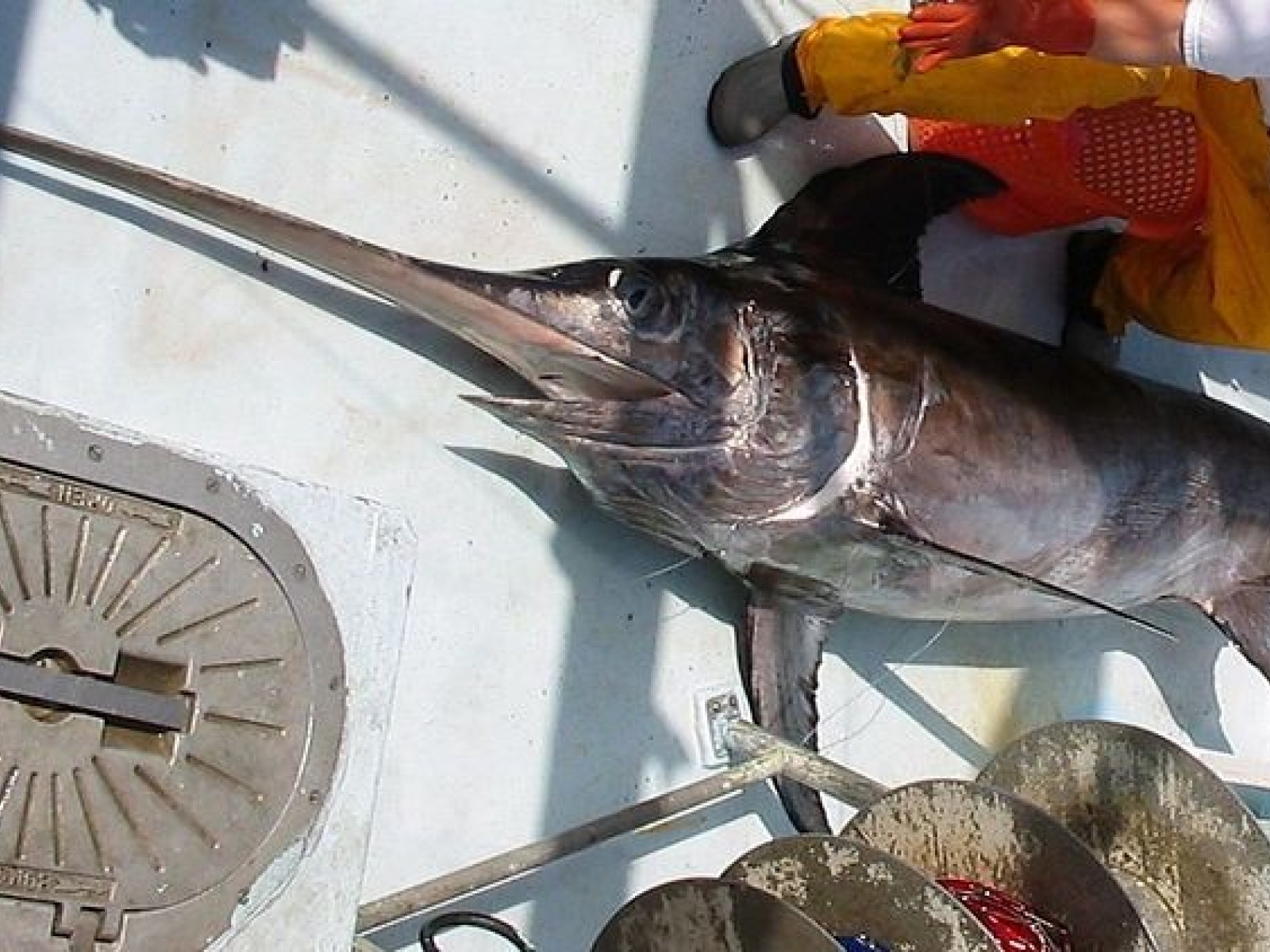 L’espadon : un poisson de rêve