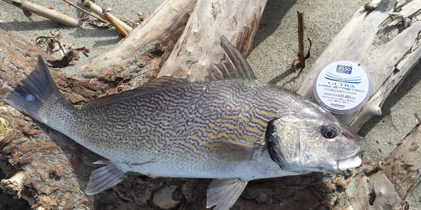 Pêche de le Corb : informations, techniques, matériel
