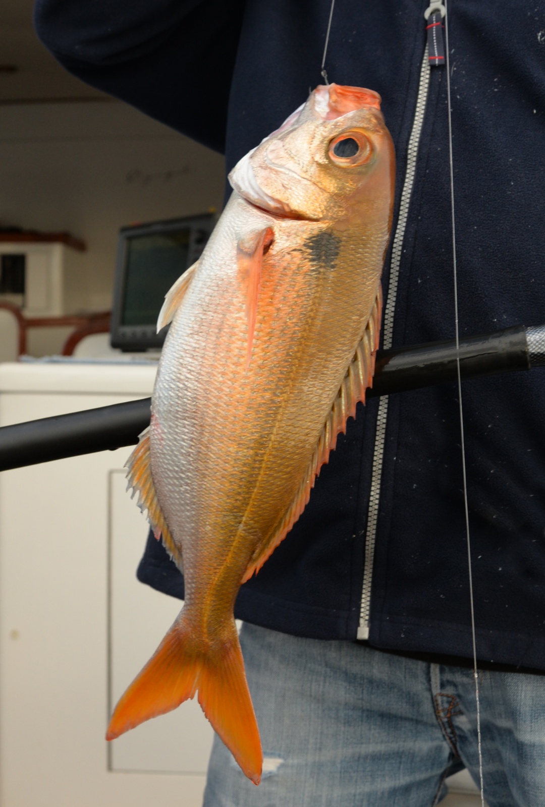 Pêche de le Pageot : informations, techniques, matériel