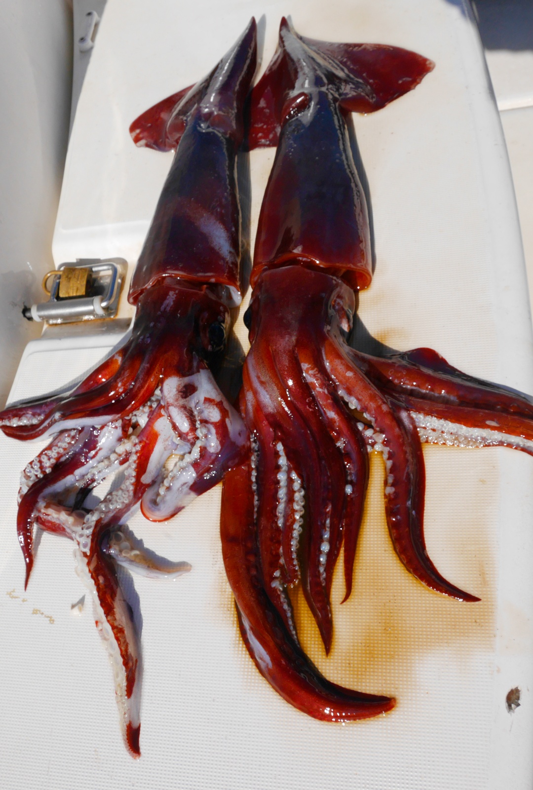 Gros Calamars rouges en pêche ultra profonde